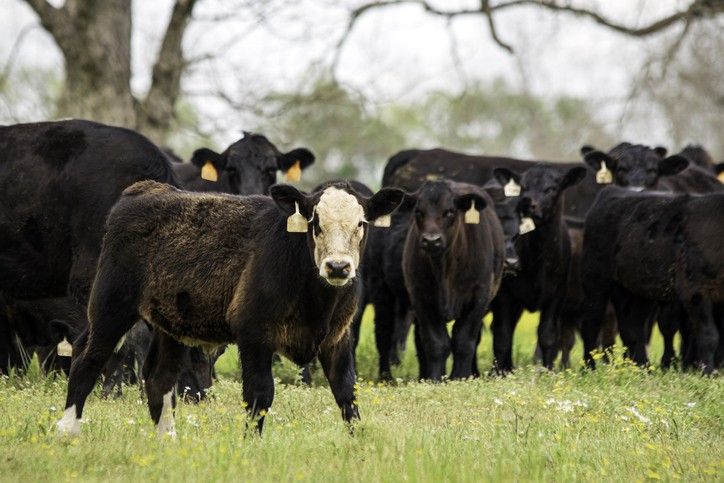 Health agency rules out risk to food safety as case of mad cow disease ...