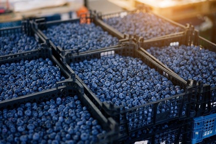 Largest British blueberry crop ever set to hit shelves - Asian Trader ...